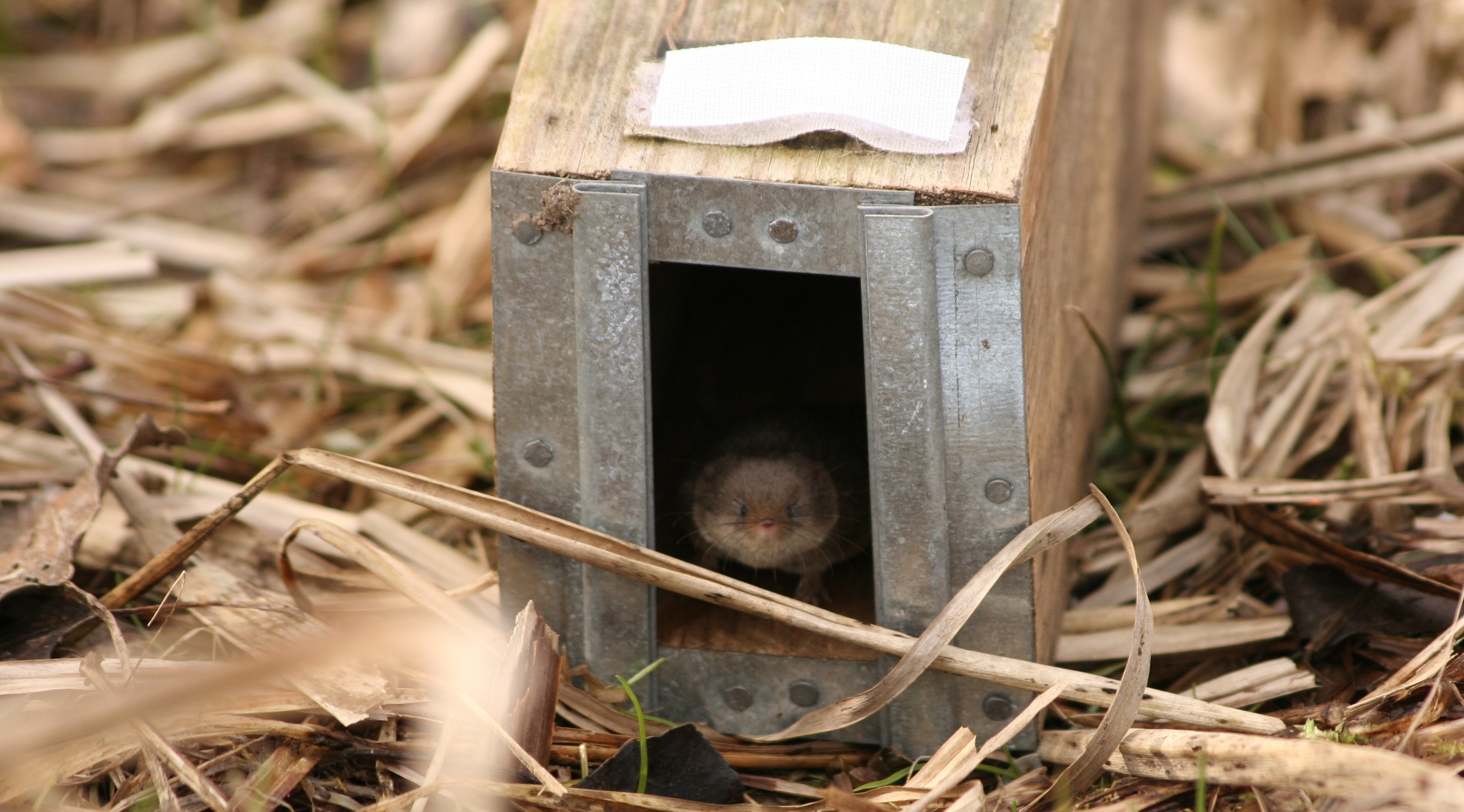 Winter Is Coming – and the Shrews Are Shrinking - The Wire