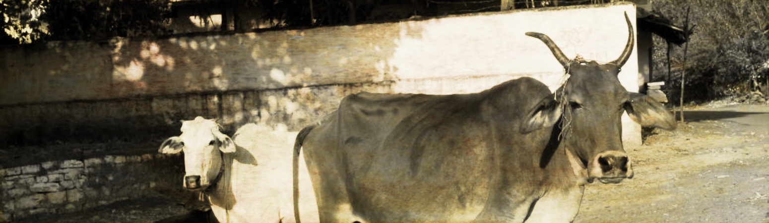 How Selective 'Activism' Brought Goa's Beef Traders to Their Knees ...