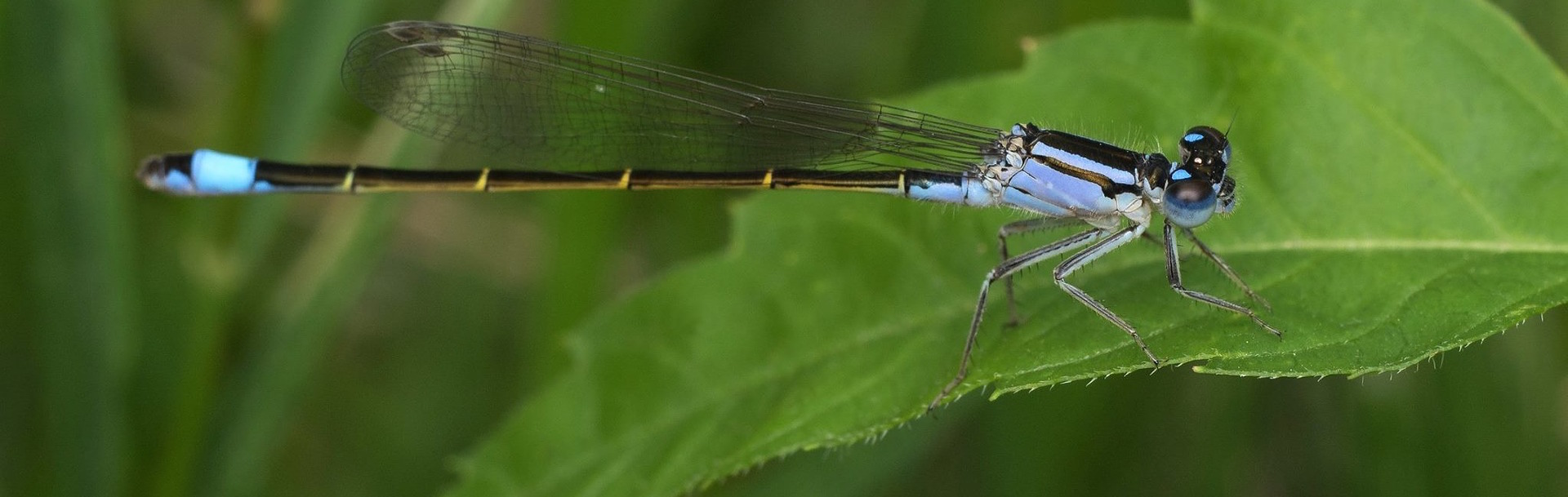 A Bug's World: the Story of How Wings Set Insects Free to Colonise ...