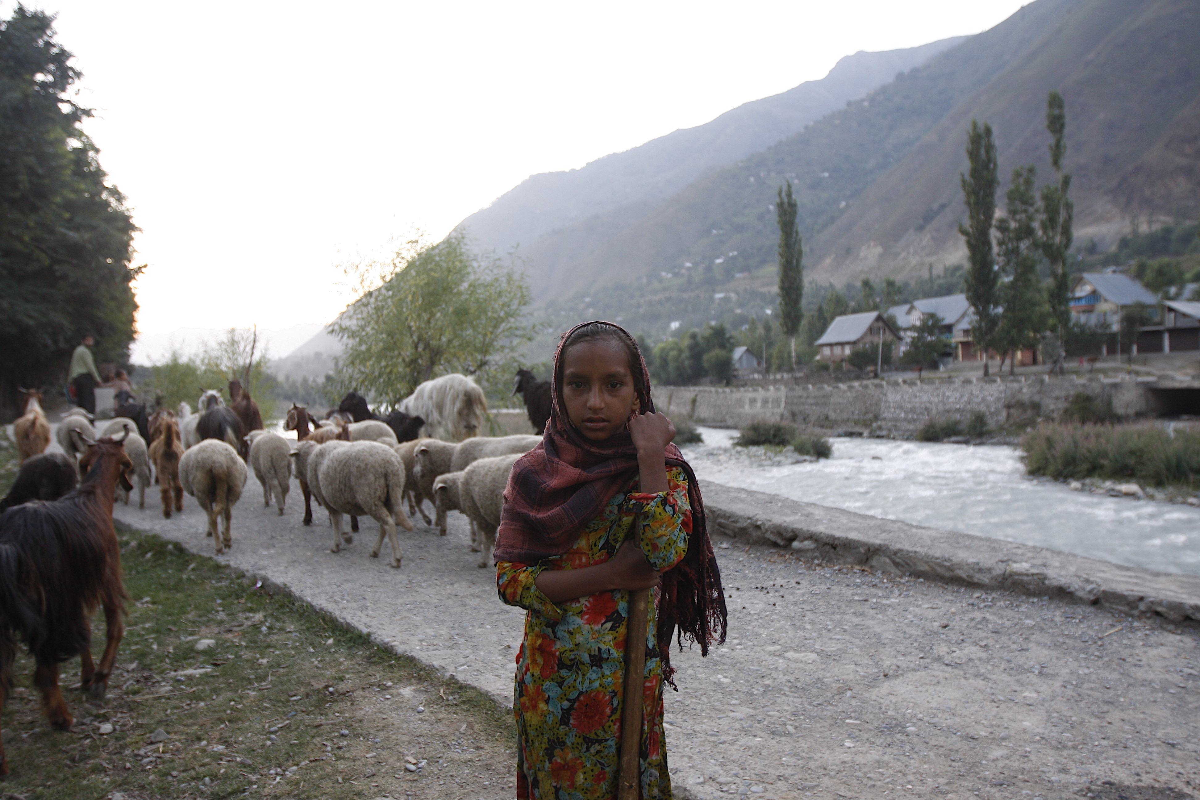 In Photos: Who Are the Bakarwals? - The Wire