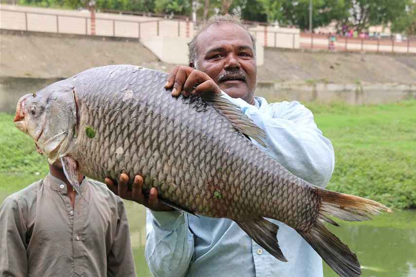 Industrial Corridors Swallow Hundreds of Fish Species in Gujarat - The Wire