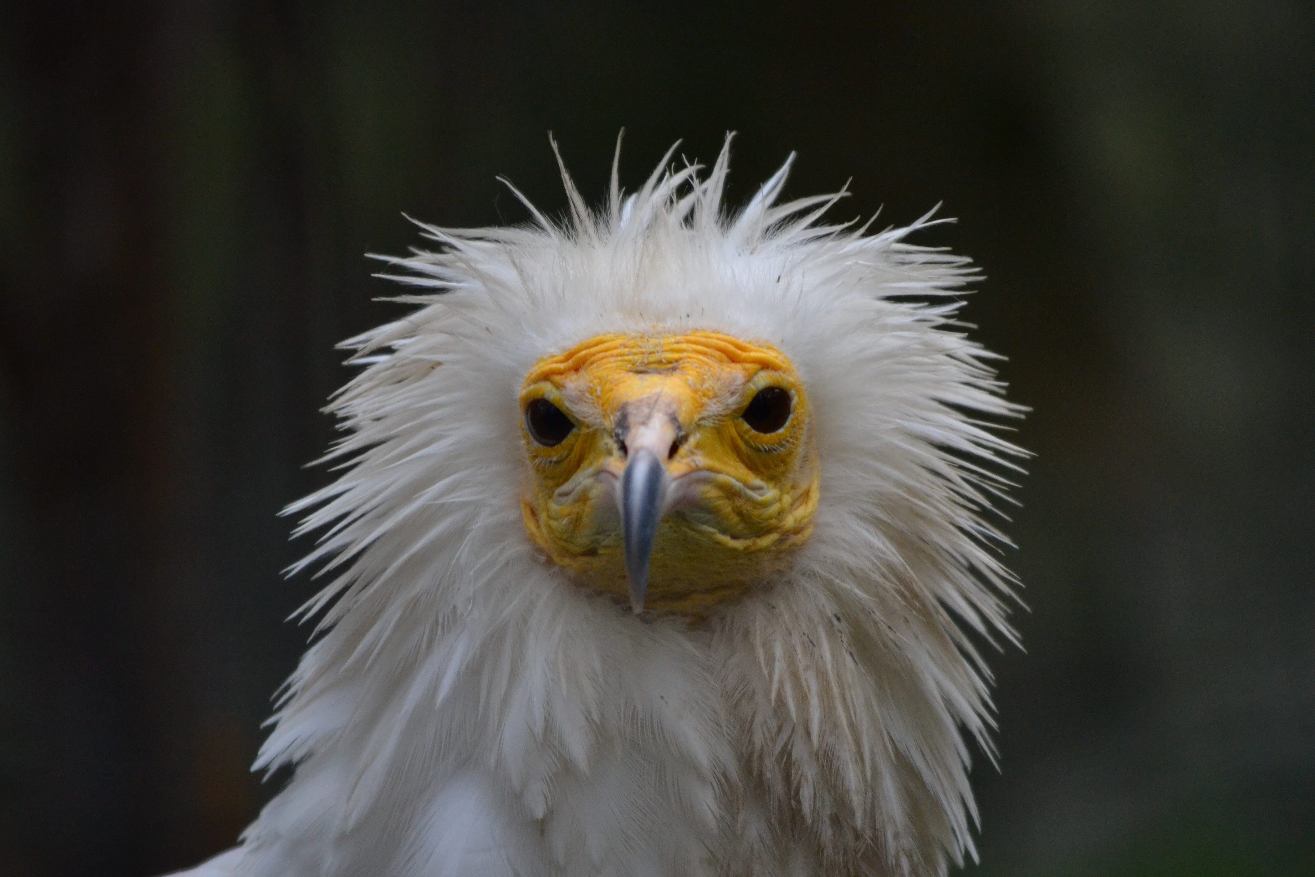 One in Eight Bird Species Facing Extinction Worldwide: New Report - The ...