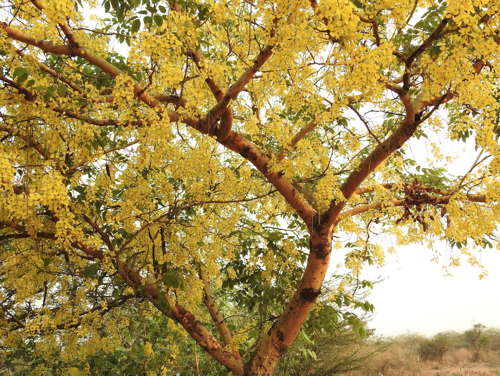 The Case of the Confusing Kanikonna Trees - The Wire