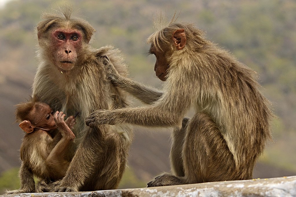 Monkeys Evolve a New Way to Communicate With Humans - The Wire