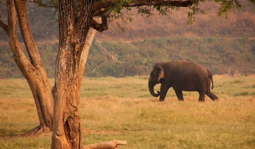 The Special Ingredient That's Kept a Rainforest Tree Going: Elephant ...