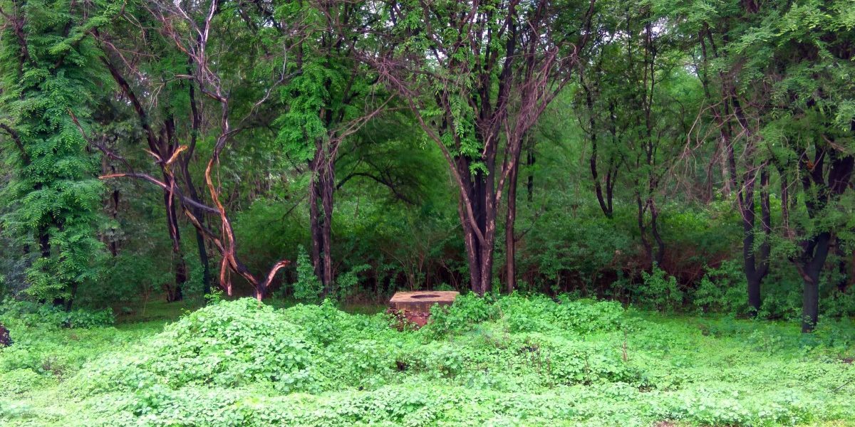 Recognising Forest Rights Helps Reduce Poverty and Improve Conservation ...