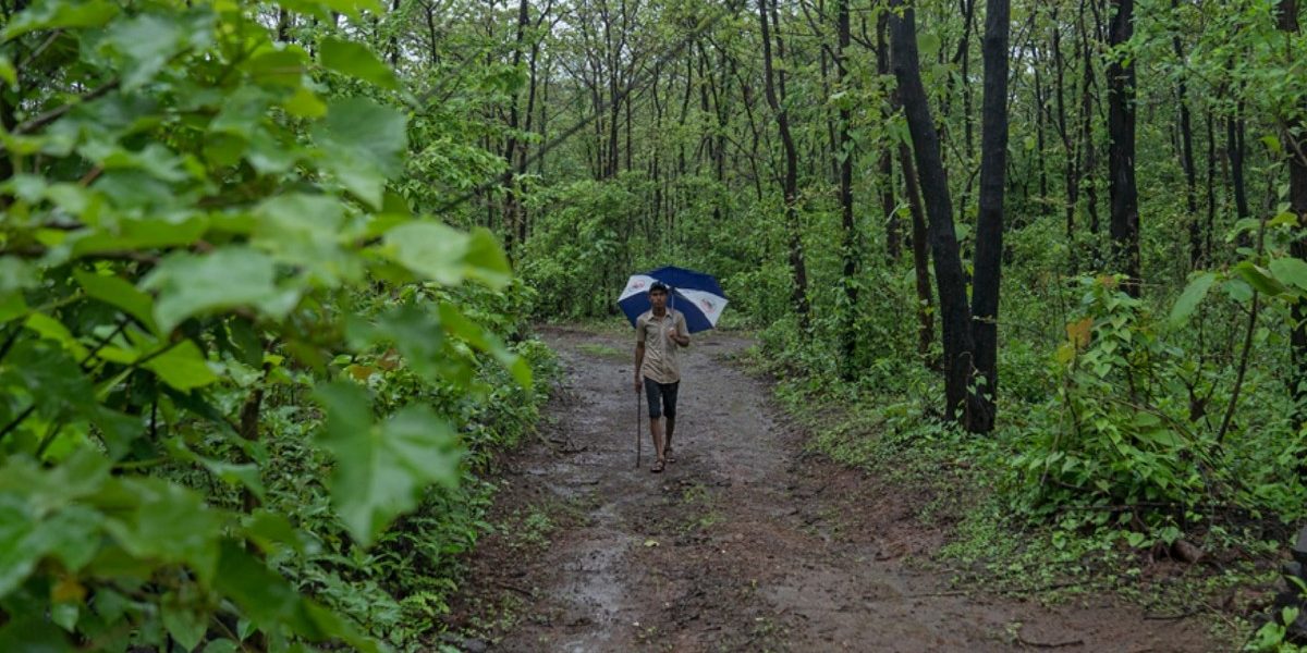 The Story of India's Private Forests - The Wire
