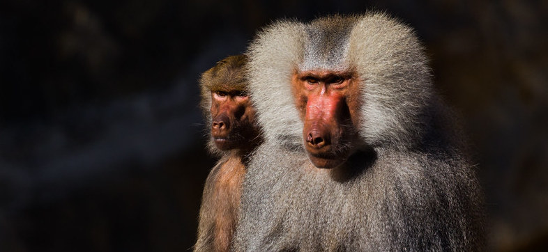 Timeline for Speech Evolution Pushed Back 27 Million Years - The Wire