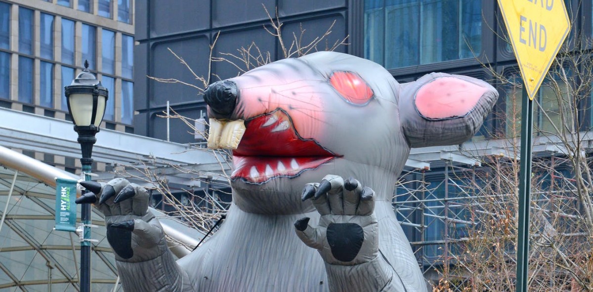 Humans Are Changing How City Rats Evolve - The Wire