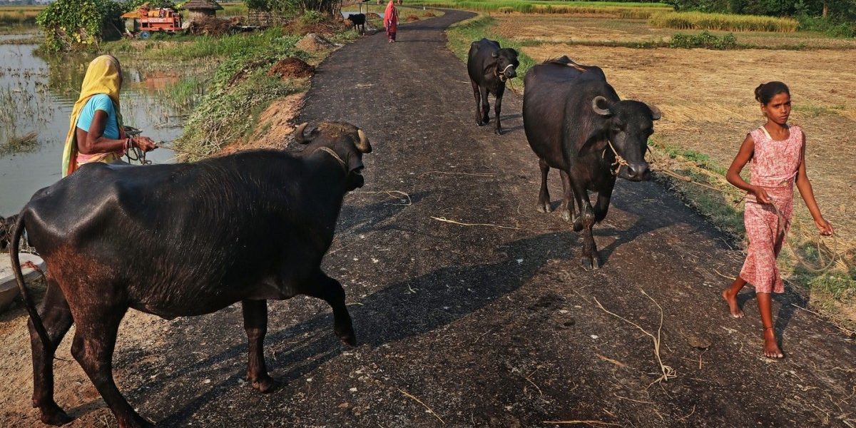 The Novel and the Nation: Revisiting Phanishwar Nath Renu's ‘Maila ...