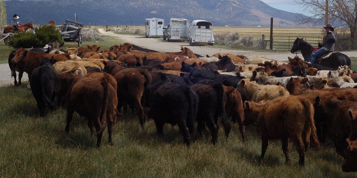 Book Review: How the Beef Industry and the US Co-Evolved and Shaped ...