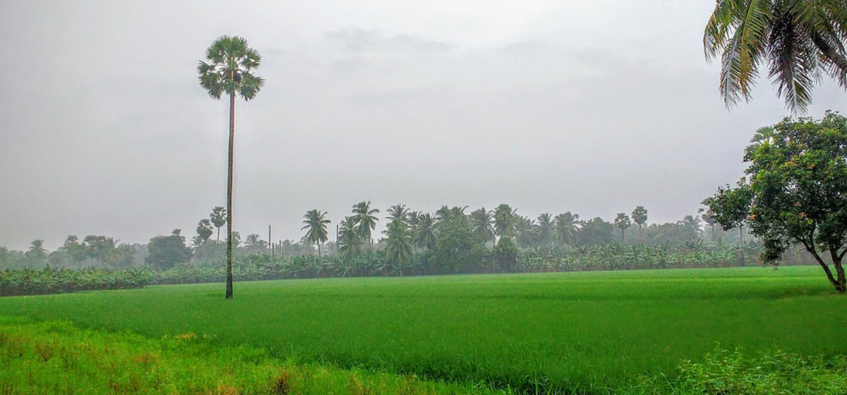 The Wire: The Wire News India, Latest News,News from India, Politics ...