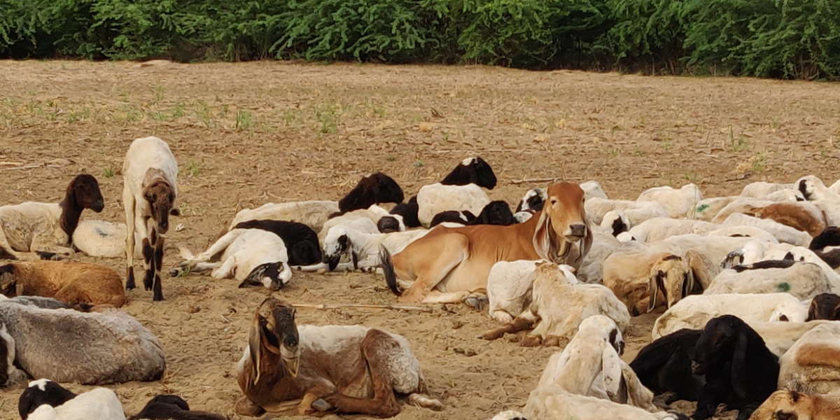 'Wealth Disappears When Cows are Unhappy': Gujarat Court Blames Cow ...