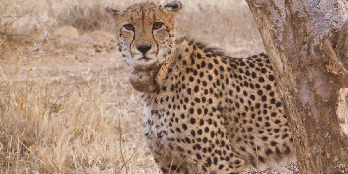 Project Cheetah: Male Cheetah Agni That Ventured Into Rajasthan ...