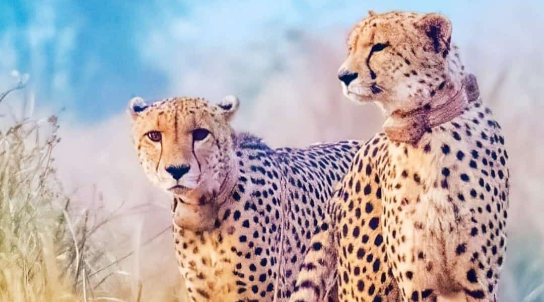 A Female Cheetah and its Four Cubs Released into the Wild in Kuno - The ...