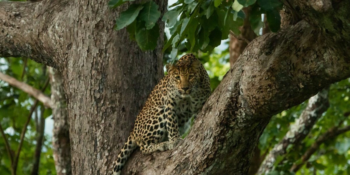Why is the Maharashtra Government Sending Fifty Leopards to Vantara ...