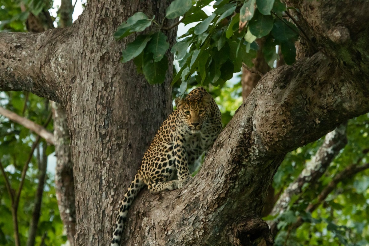 How Jim Corbett Set Out to Hunt for the Man-Eating Leopard of ...