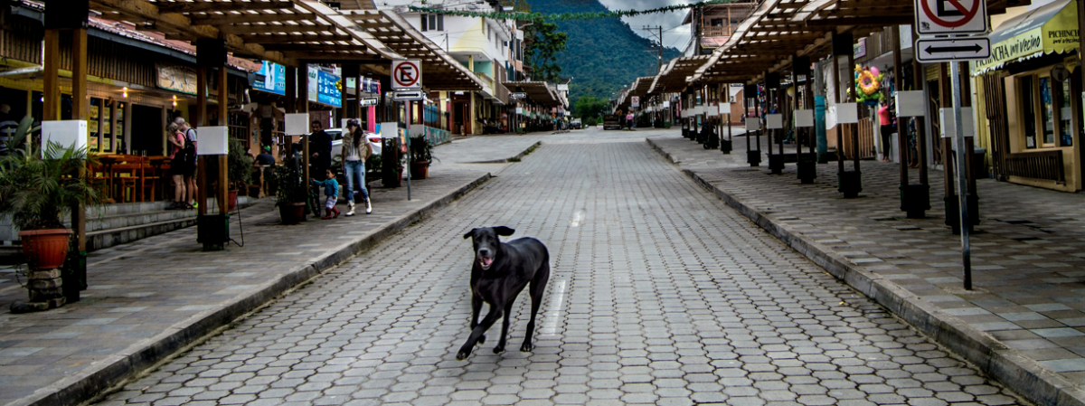 Book Extract: A Dog’s Tale of Gossip, Myth and Mischief - The Wire