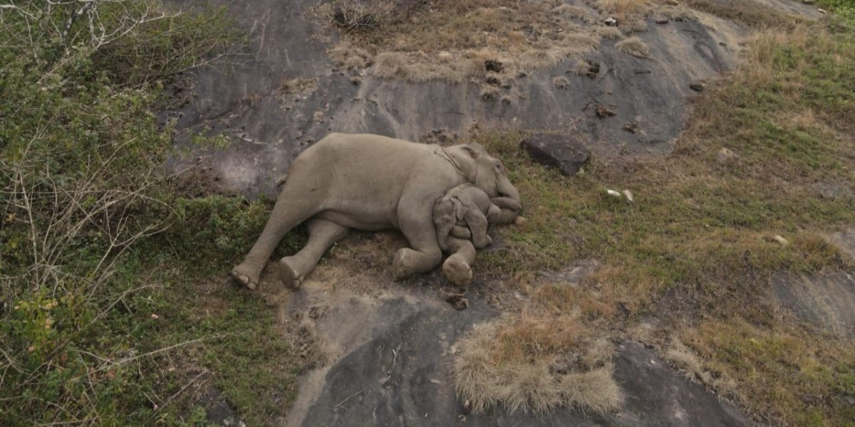 Heartwarming Photo of Rescued Baby Elephant Napping With Mother Goes ...