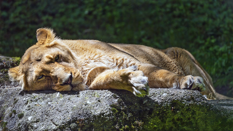 Calling Animals Names: Akbar The Lion May Be Renamed 'Suraj', Lioness ...