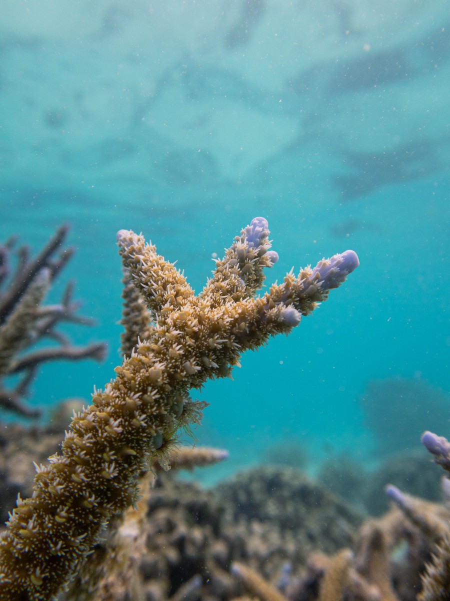 Grief, Hope, and the Future of Coral Reefs - The Wire