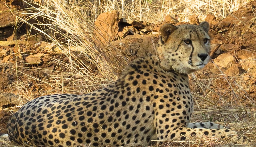 Warning Come True: Cheetah, Cubs, Pelted With Stones Near Kuno - The Wire