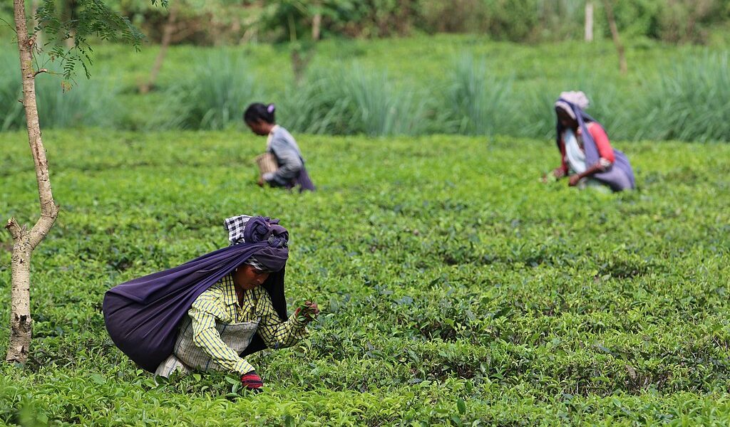 Are Deliberate Documentation Errors Denying Bengal Tea Workers Access ...