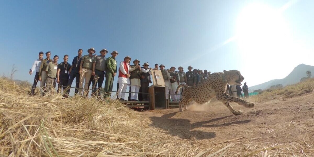 Five More Cheetahs Released in the Wild in Kuno - The Wire