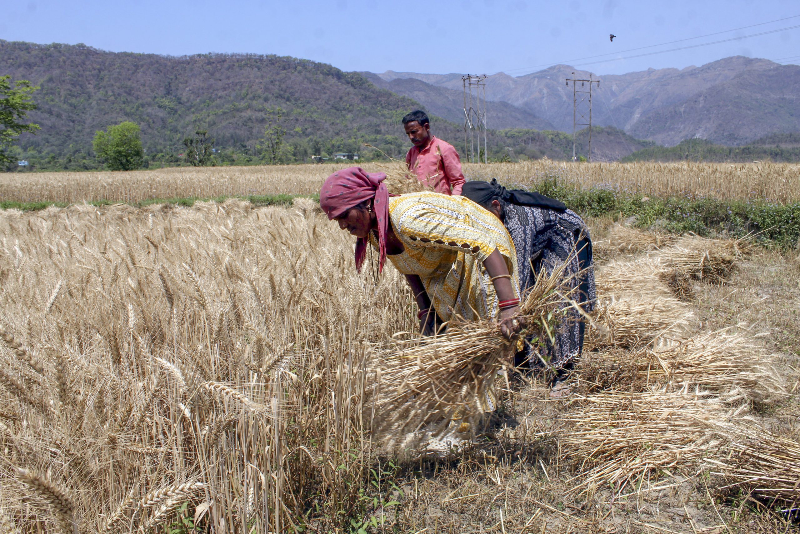 America First, Farmers Last: How Trade Wars Risk India's Food ...