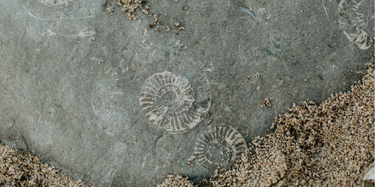 The History of the Ocean, as Told by Tiny Beautiful Fossils - The Wire