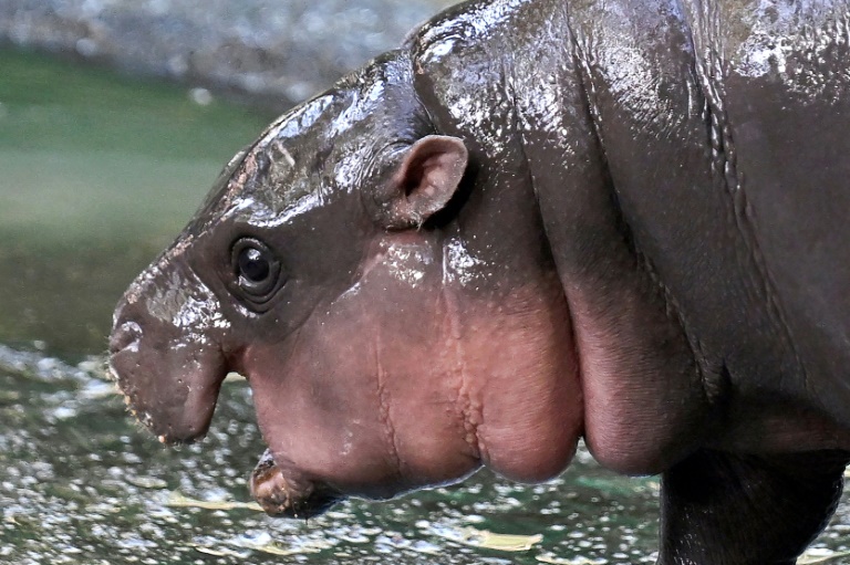 Thailand's Pygmy Hippo Moo Deng Is Now One: What Her Popularity Says ...