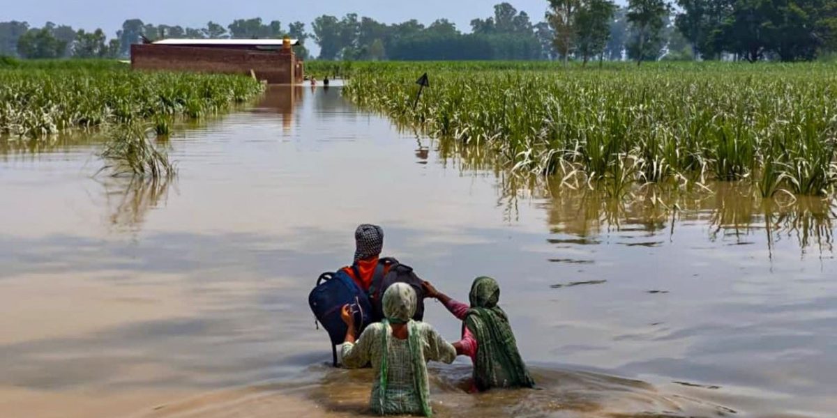 Punjab Floods: Rivers Overflow, 3 Lakh Acres of Crops Affected - The Wire