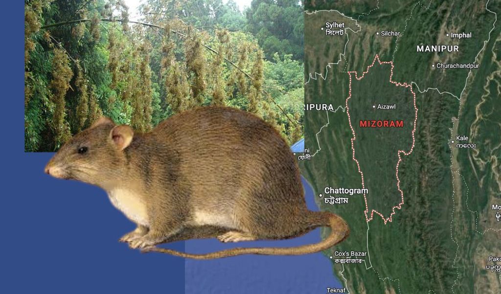 Mizoram: Serious Rodent Outbreak Linked to Flowering of Bamboo Species ...