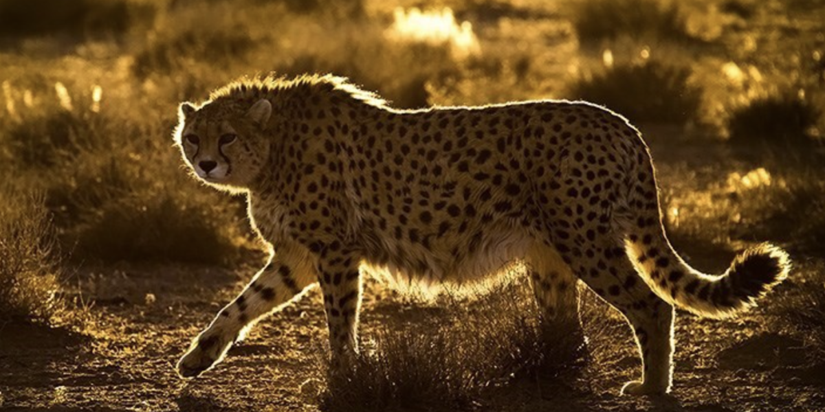 War on Iran Disrupts Efforts to Save the Asiatic Cheetah, World’s ...