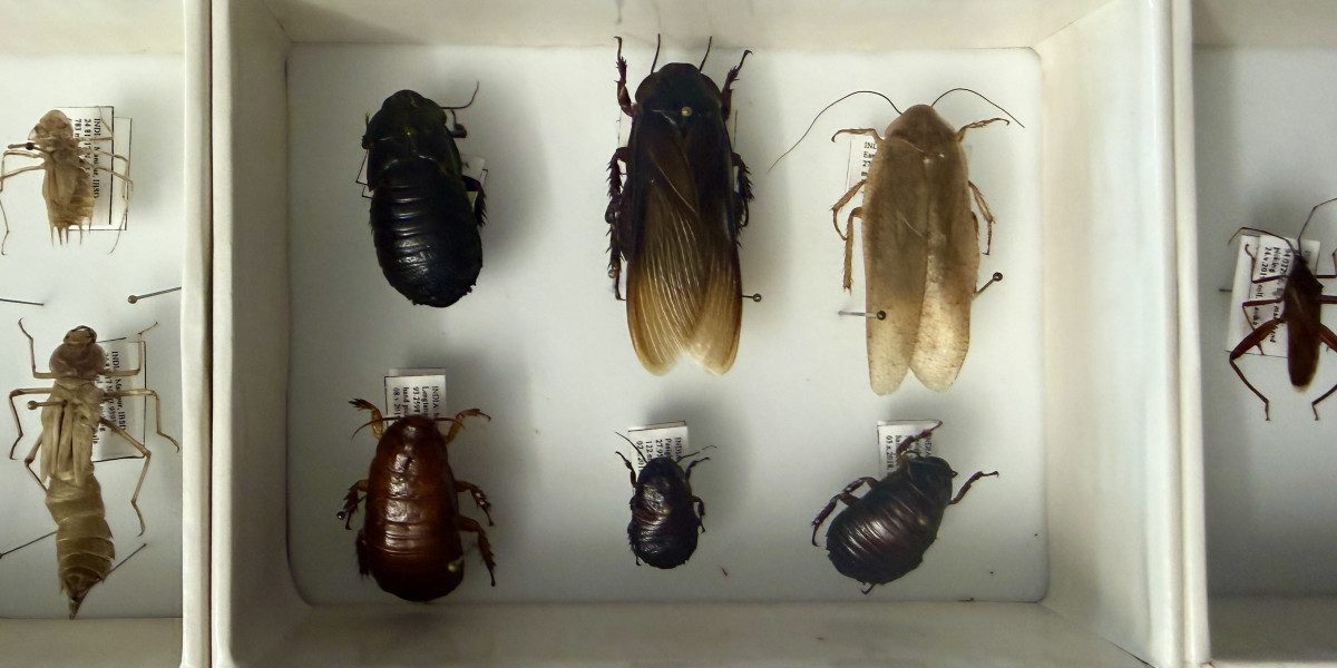 Kafka’s Cockroach and the Politics of the Reel - The Wire