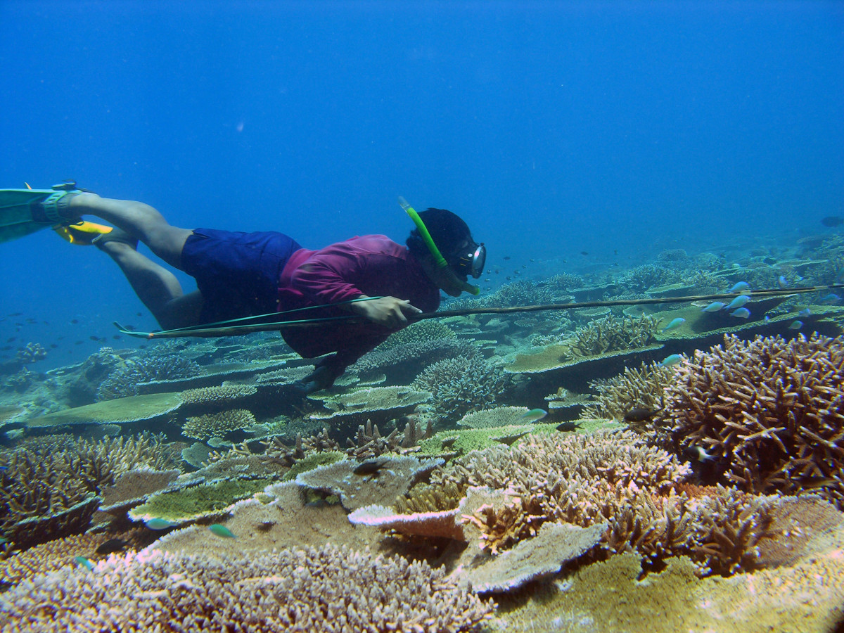 The Illusion of Mitigation: Translocating Corals Around Great Nicobar ...